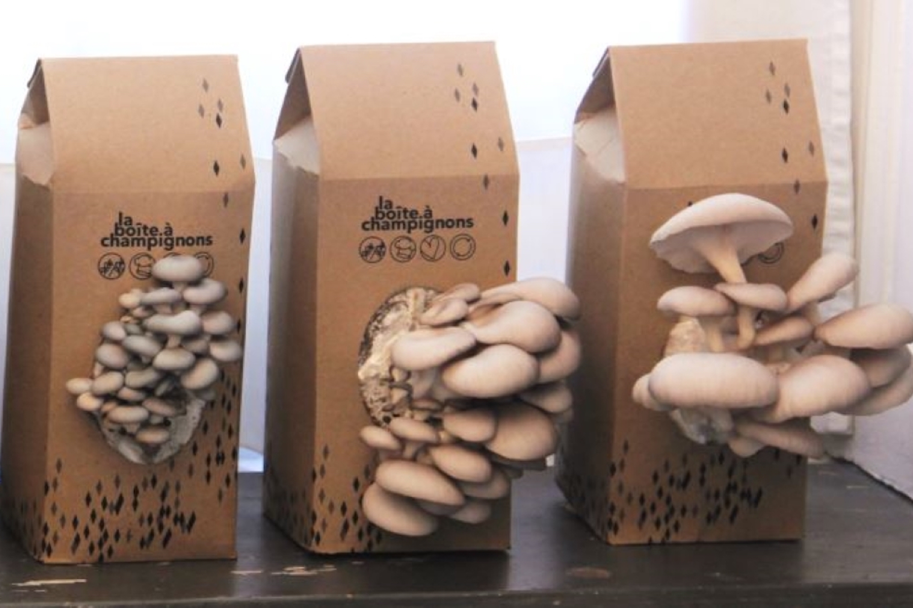 La Boîte à Champignons transforme « le roi des biodéchets » en ...