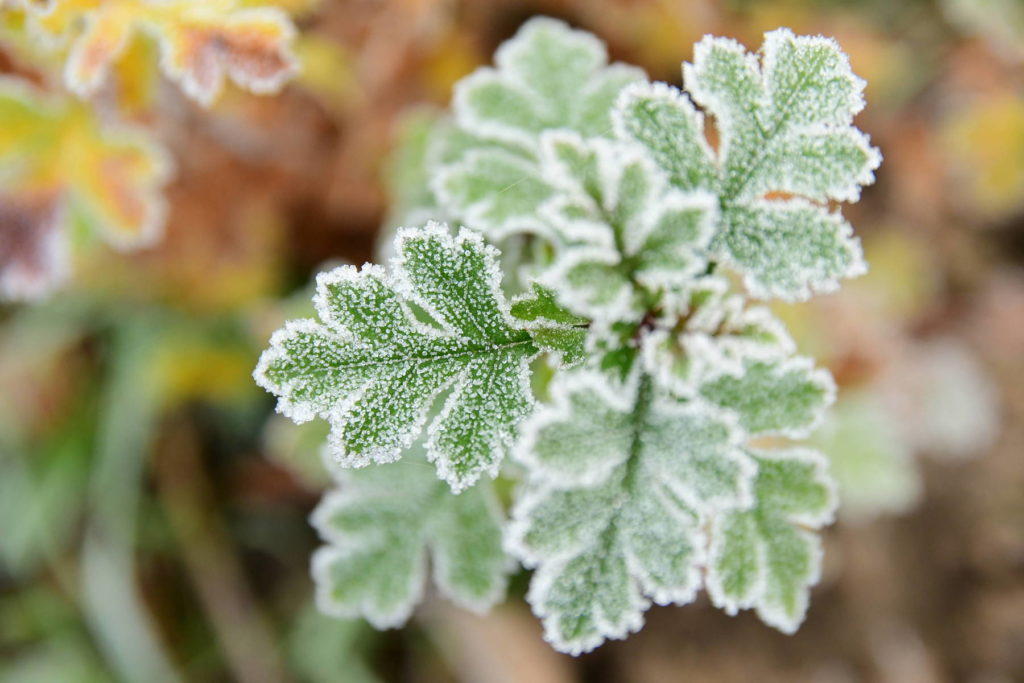 Épisode de froid glacial annoncé en France : à quoi s’attendre