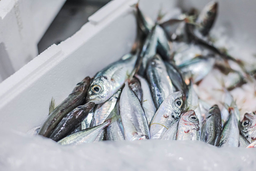 La surpêche touche encore 20% des poissons débarqués en France - Deklic
